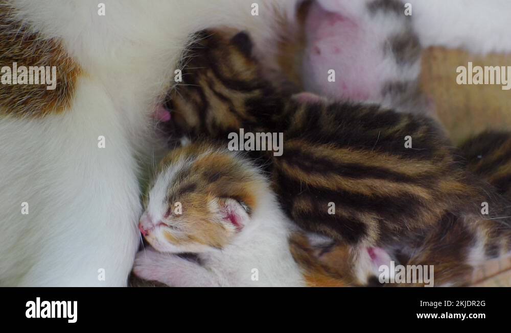 Cat mother give breastfeed to its baby kitten. Crawling baby kitten ...