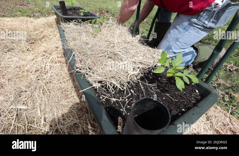 Adding mulch Stock Videos & Footage - HD and 4K Video Clips - Alamy Adding mulch Stock Videos & Footage - HD and 4K Video Clips - Alamy
