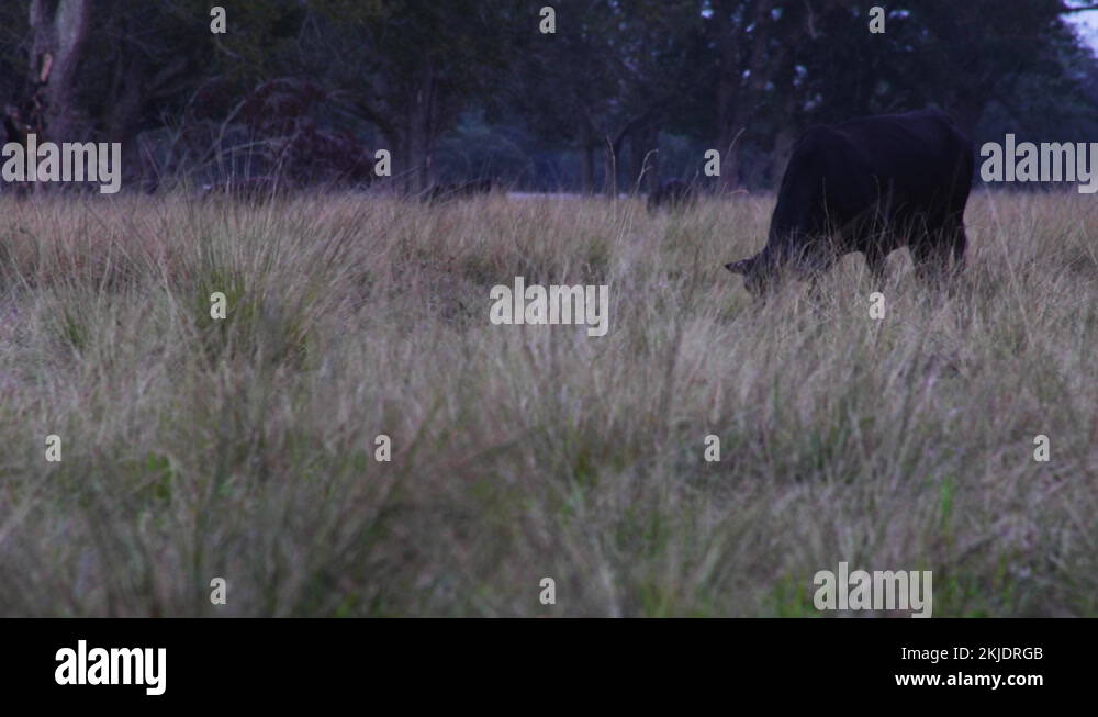 Peta peta campaign Stock Videos & Footage - HD and 4K Video Clips - Alamy