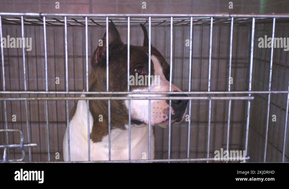 Purebred cane corso looking around from inside a metal cage Stock Video ...