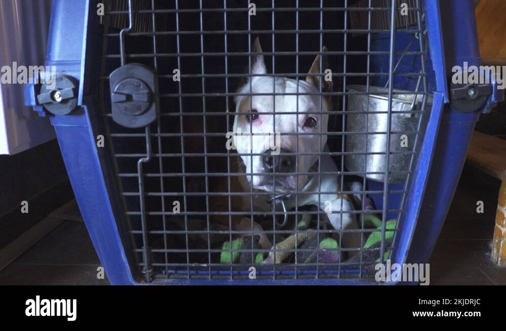 Canine transport Stock Videos & Footage - HD and 4K Video Clips - Alamy