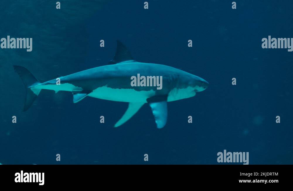 Danger of shark attack Stock Videos & Footage - HD and 4K Video Clips ...