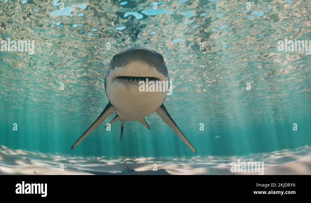 Seamless looping animation of a shark swimming in a beautiful shallow ...