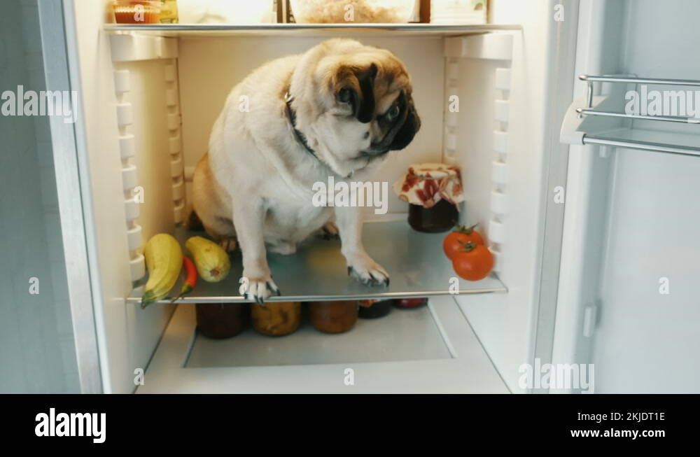 Sitting inside fridge Stock Videos & Footage - HD and 4K Video Clips ...