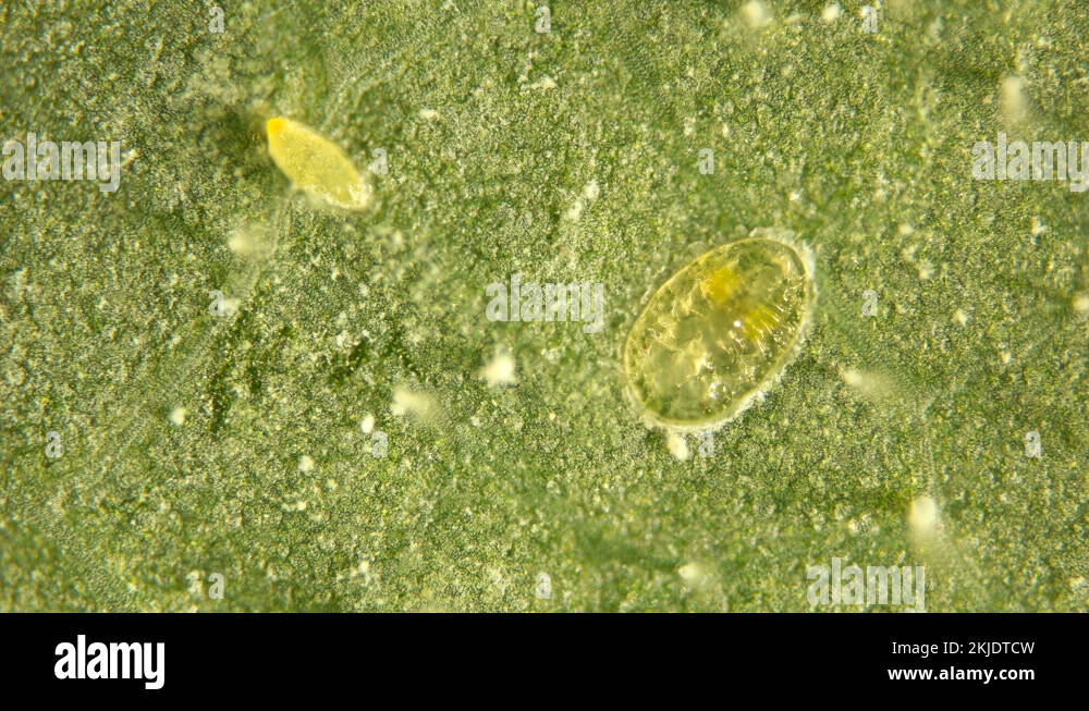 Homoptera hemiptera Stock Videos & Footage - HD and 4K Video Clips - Alamy