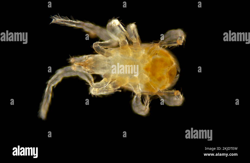 Acari(mite) under a microscope, order of the Mesostigmata, Arachnida ...