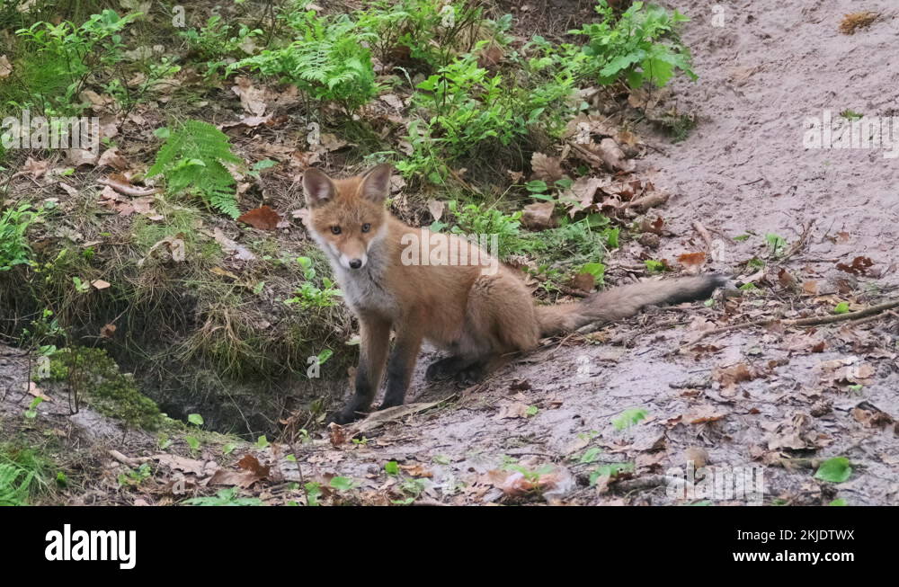 Cub see trail Stock Videos & Footage - HD and 4K Video Clips - Alamy