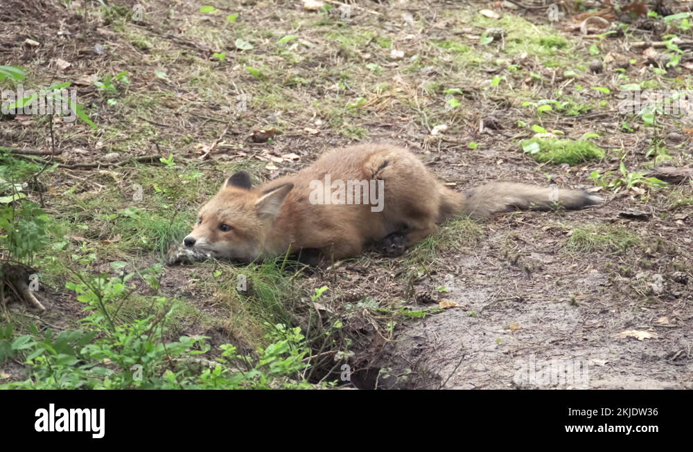 Dead cub Stock Videos & Footage - HD and 4K Video Clips - Alamy
