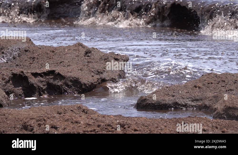 Dead algae Stock Videos & Footage - HD and 4K Video Clips - Alamy