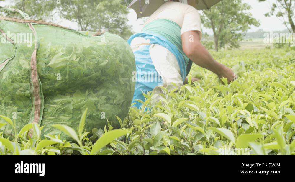 Assam tea leaves Stock Videos & Footage - HD and 4K Video Clips - Alamy