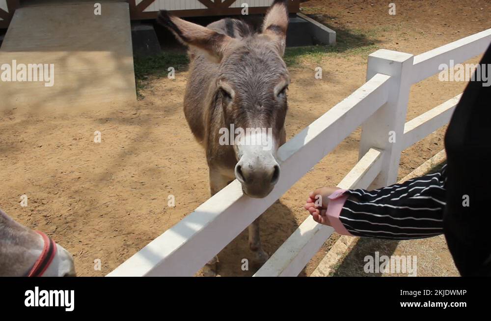 Pet donkey Stock Videos & Footage - HD and 4K Video Clips - Alamy