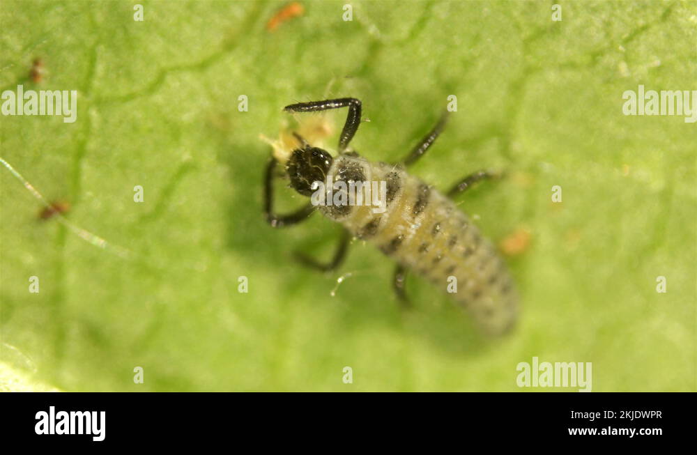 Coccinellidae larva (ladybug) under the microscope Stock Video Footage ...