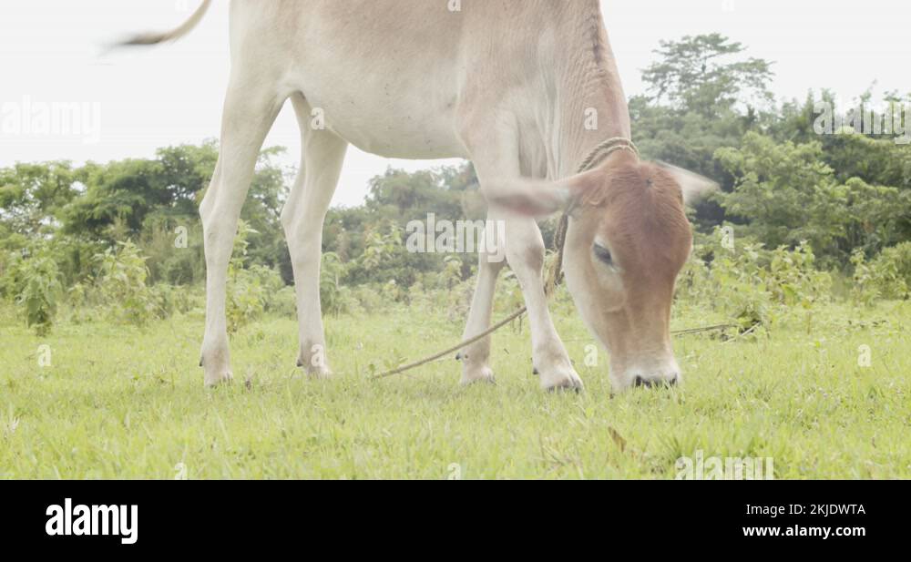 Very humble animal Stock Videos & Footage - HD and 4K Video Clips - Alamy