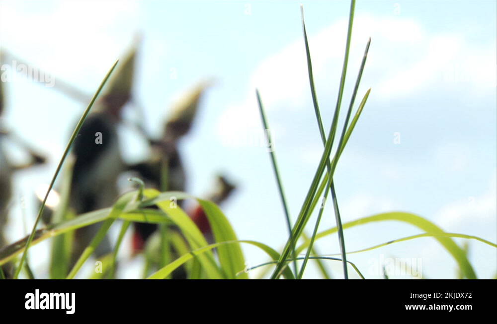 British Army Redcoats & Hessian Soldiers Marching with Muskets Stock ...