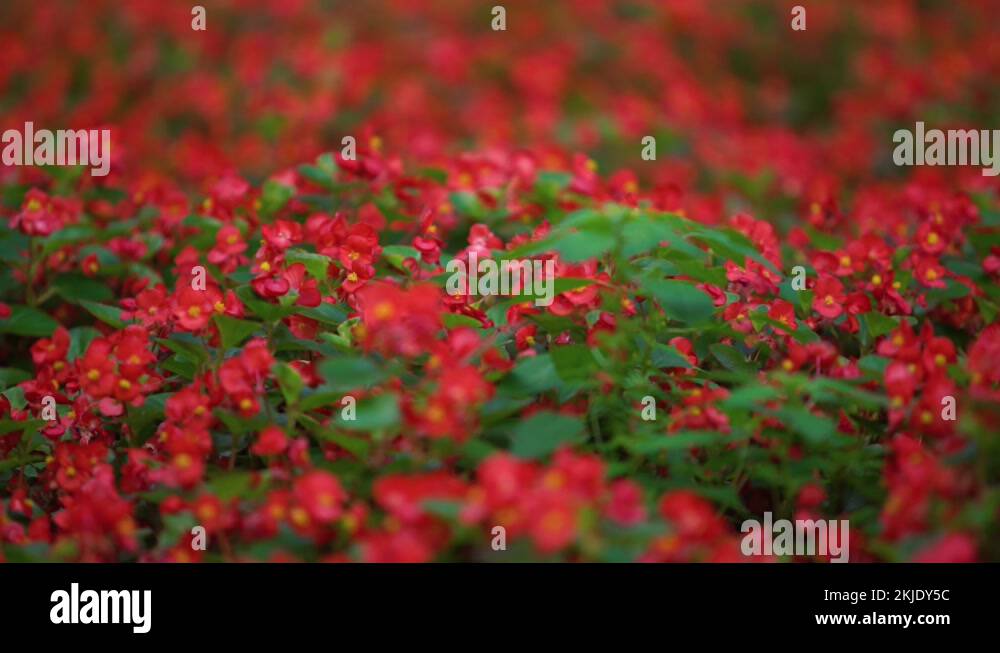 Red carpet flowers Stock Videos & Footage - HD and 4K Video Clips - Alamy