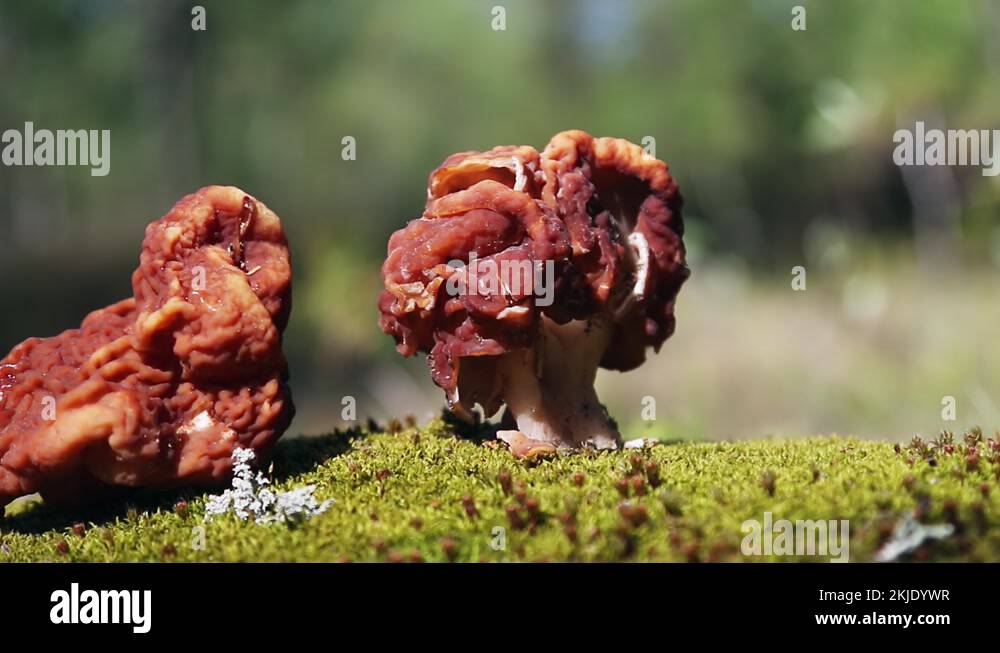 Morel mushrooms forest Stock Videos & Footage - HD and 4K Video Clips ...
