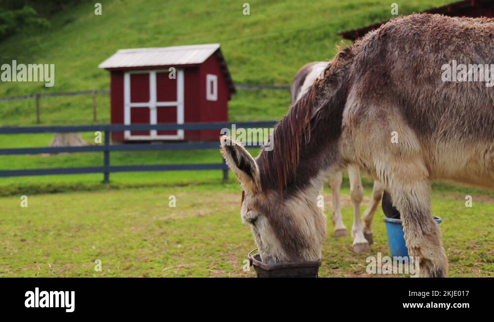 Burro eating Stock Videos & Footage - HD and 4K Video Clips - Alamy