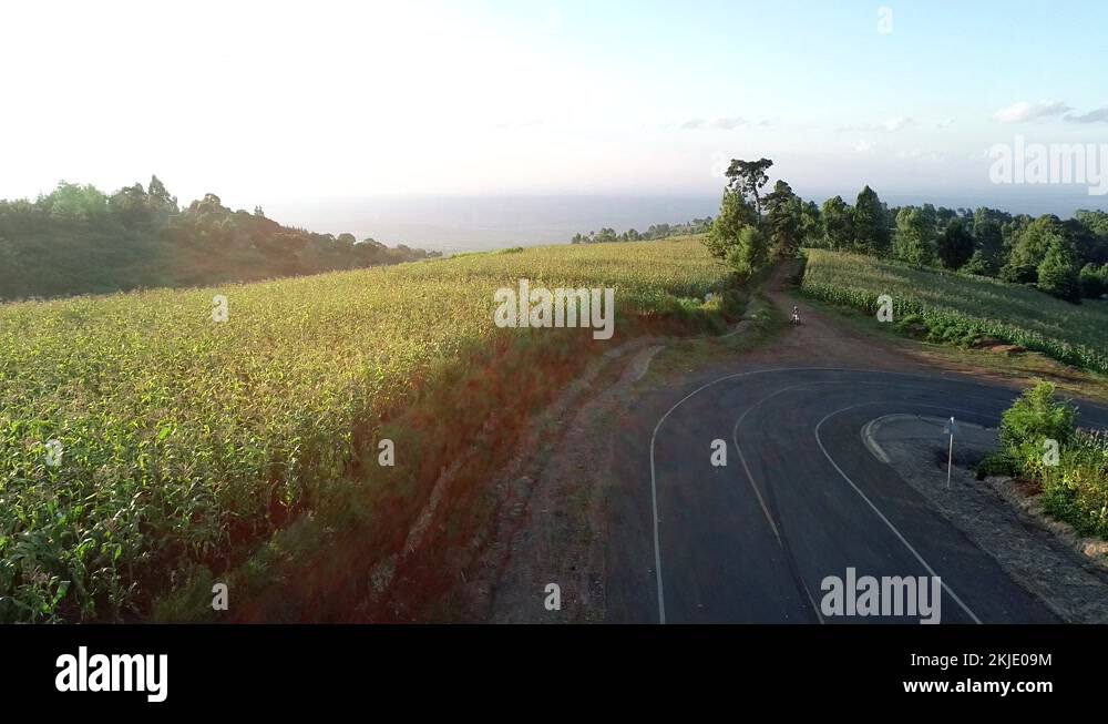 Maize farm Stock Videos & Footage - HD and 4K Video Clips - Alamy