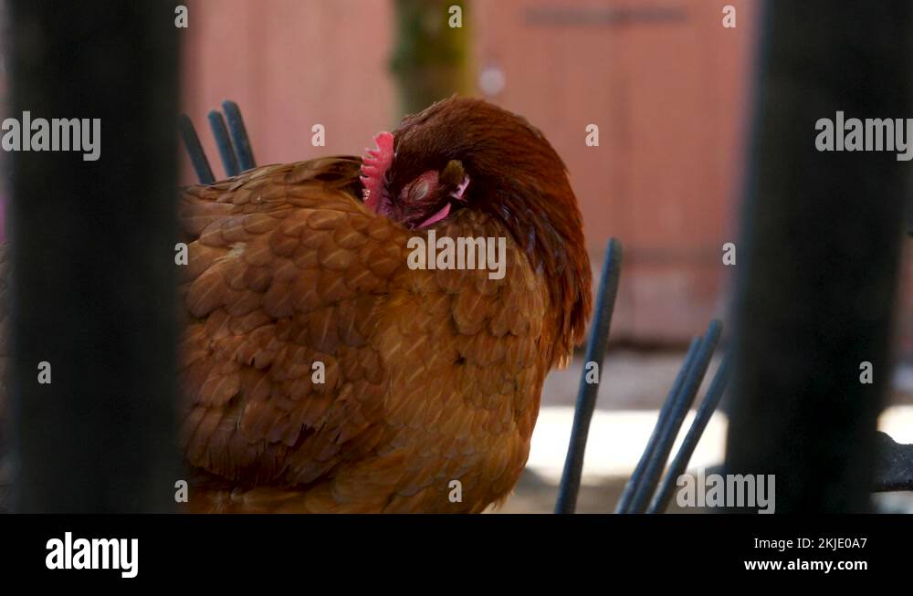 Hen scratching Stock Videos & Footage - HD and 4K Video Clips - Alamy