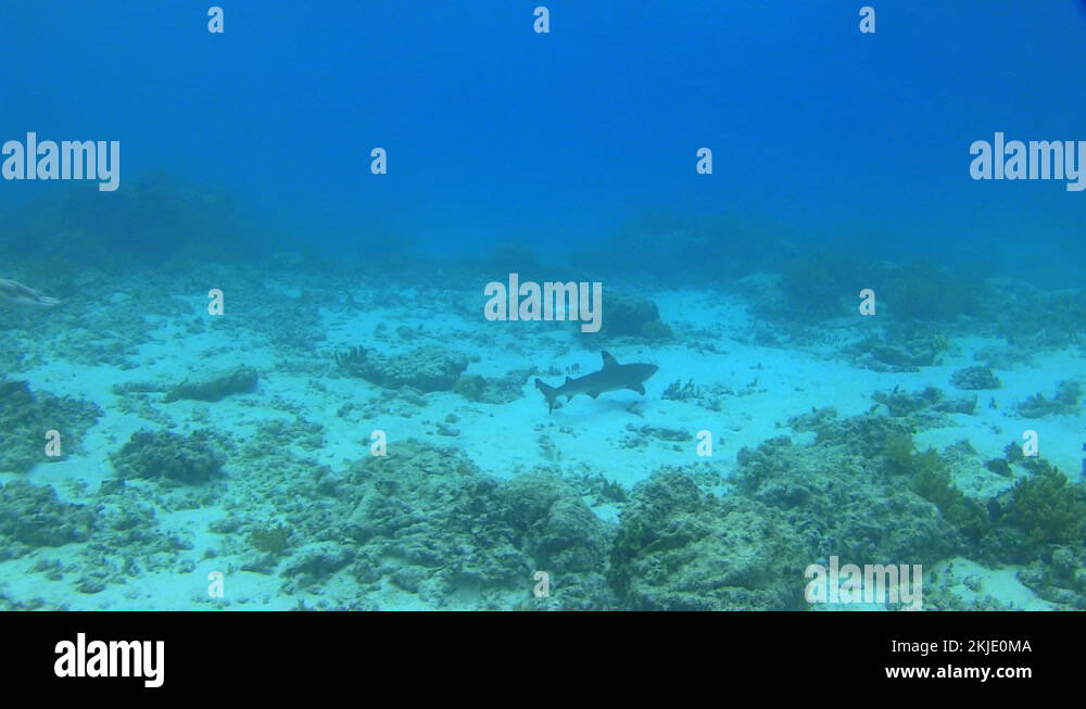 Baby reef shark Stock Videos & Footage - HD and 4K Video Clips - Alamy