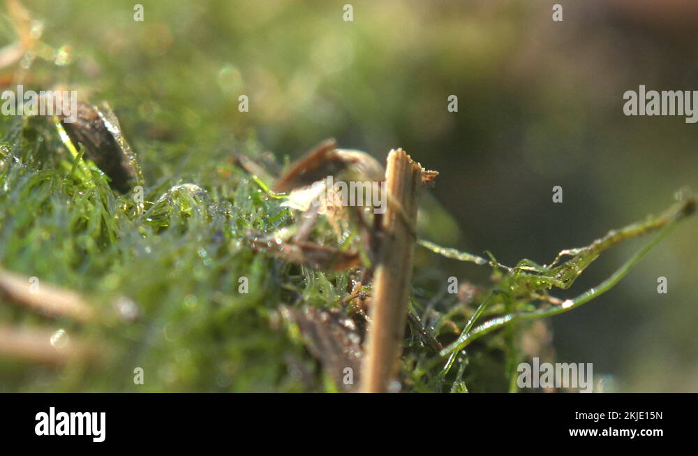 Ligia oceanica Stock Videos & Footage - HD and 4K Video Clips - Alamy