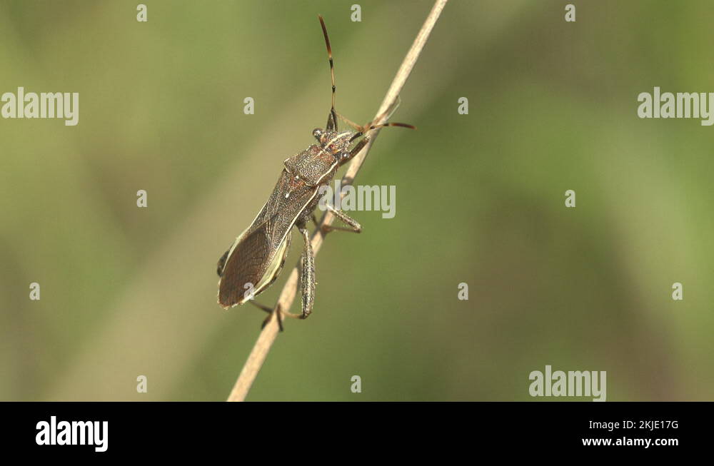 Broad headed bugs Stock Videos & Footage - HD and 4K Video Clips - Alamy