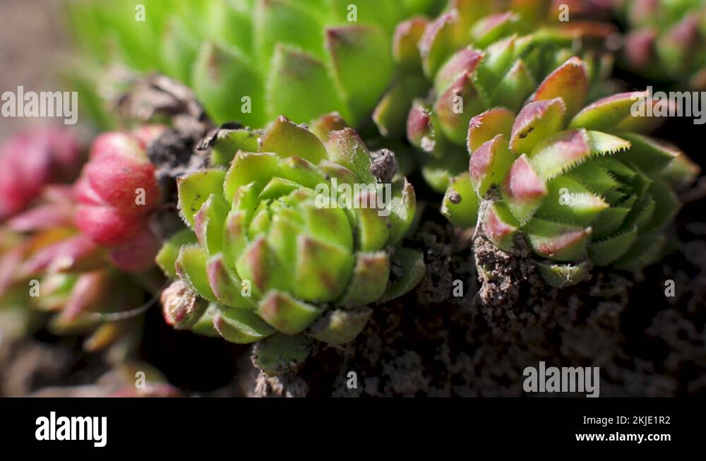Fibonacci cactus Stock Videos & Footage - HD and 4K Video Clips - Alamy