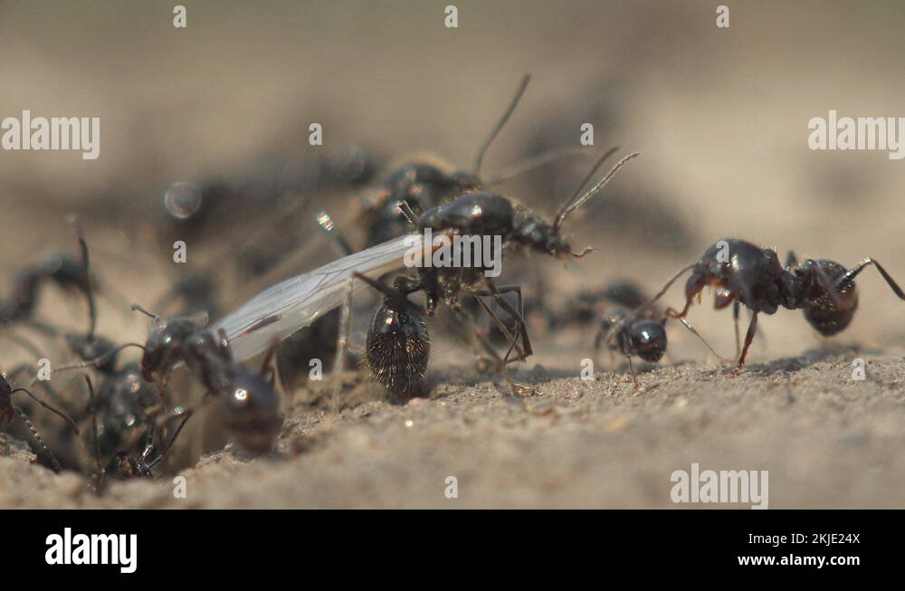 Queens of ants driven out of anthill under the ground have crawled to ...