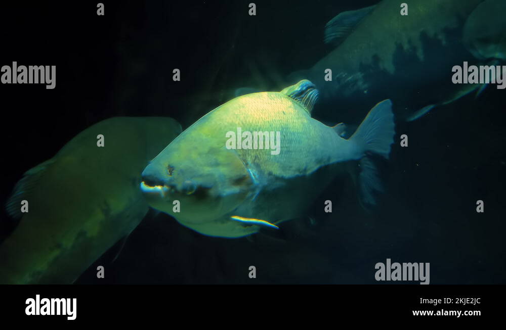 Big scales Stock Videos & Footage - HD and 4K Video Clips - Alamy