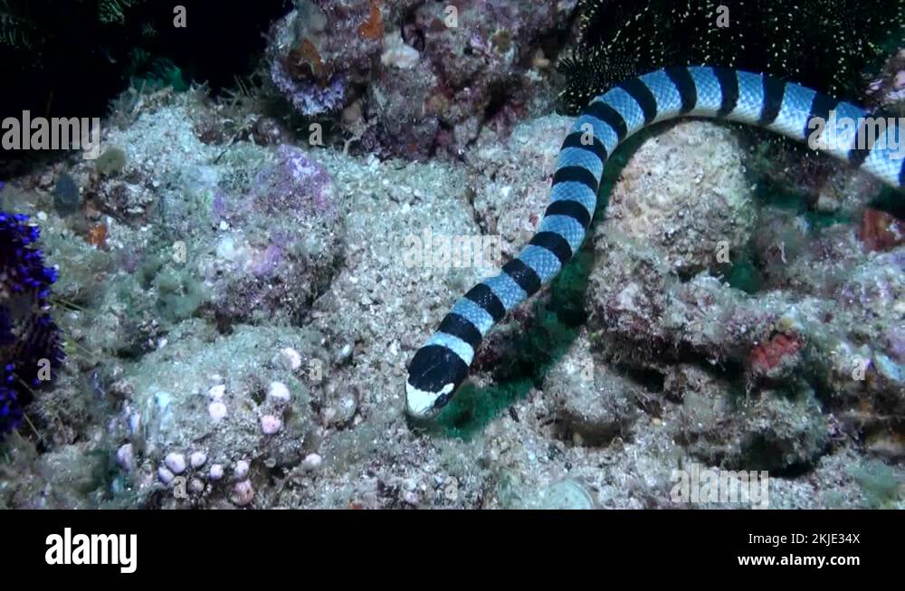 Black Banded Sea Snake - (hydrophis melanocephalus) Stuck In Crinoids ...