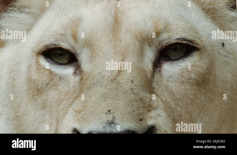 Big beautiful female lions portrait Stock Videos & Footage - HD and 4K ...