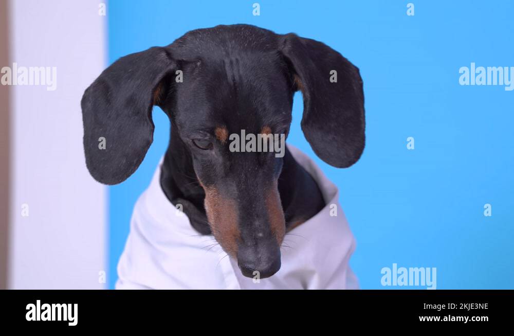 Funny little black and tan dachshund wearing white coat looks down at ...