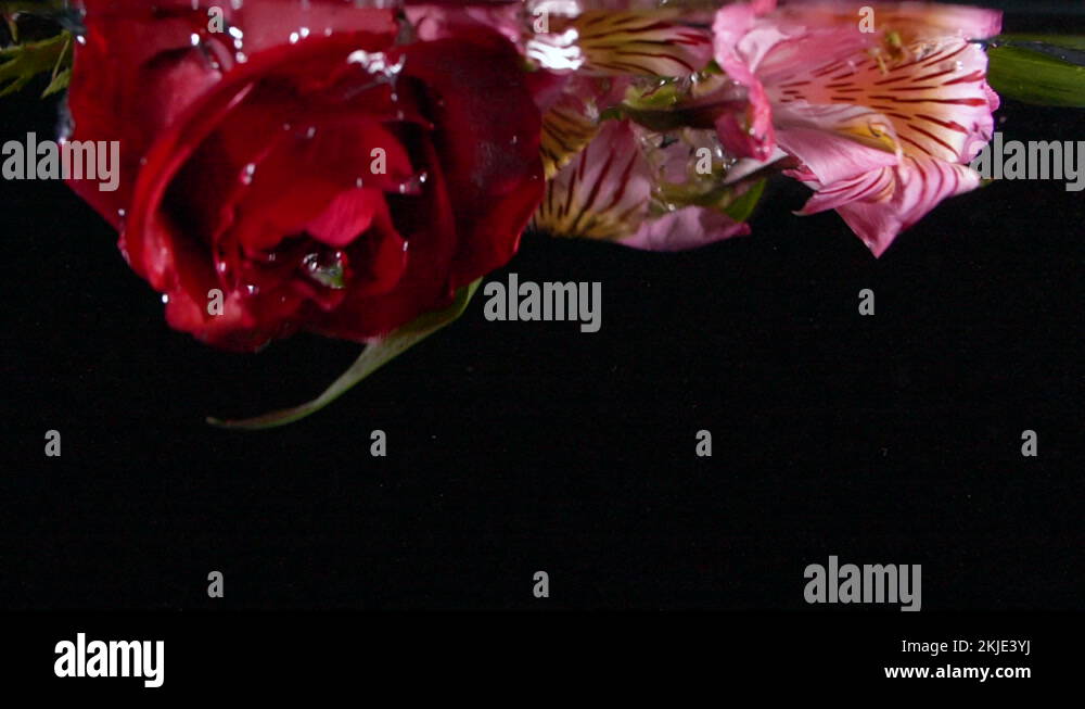 Tiger red rose Stock Videos & Footage - HD and 4K Video Clips - Alamy