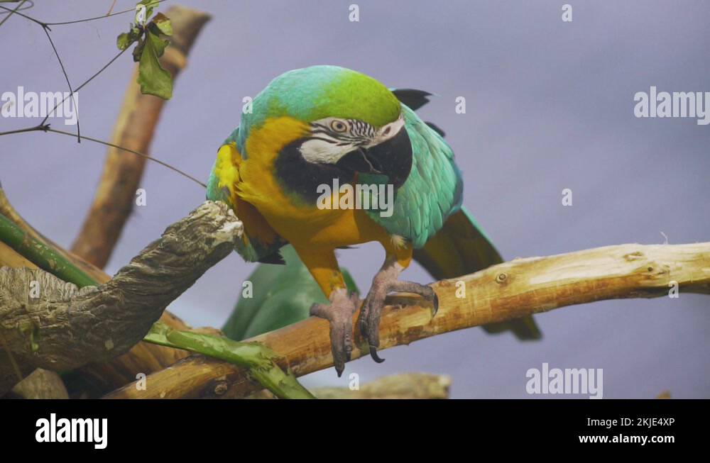 Colored parrot Stock Videos & Footage - HD and 4K Video Clips - Alamy