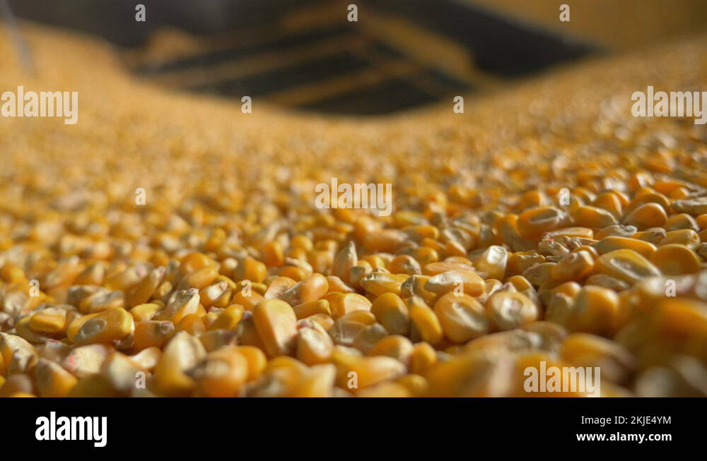 Maize mill Stock Videos & Footage - HD and 4K Video Clips - Alamy