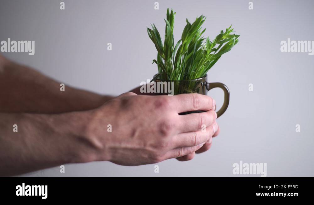 Medicinal grass Stock Videos & Footage - HD and 4K Video Clips - Alamy