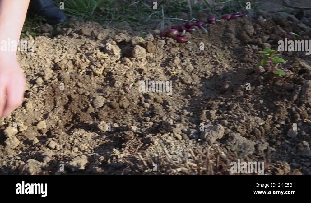 Woman hands put red onion young sprout in soil, springtime farming ...