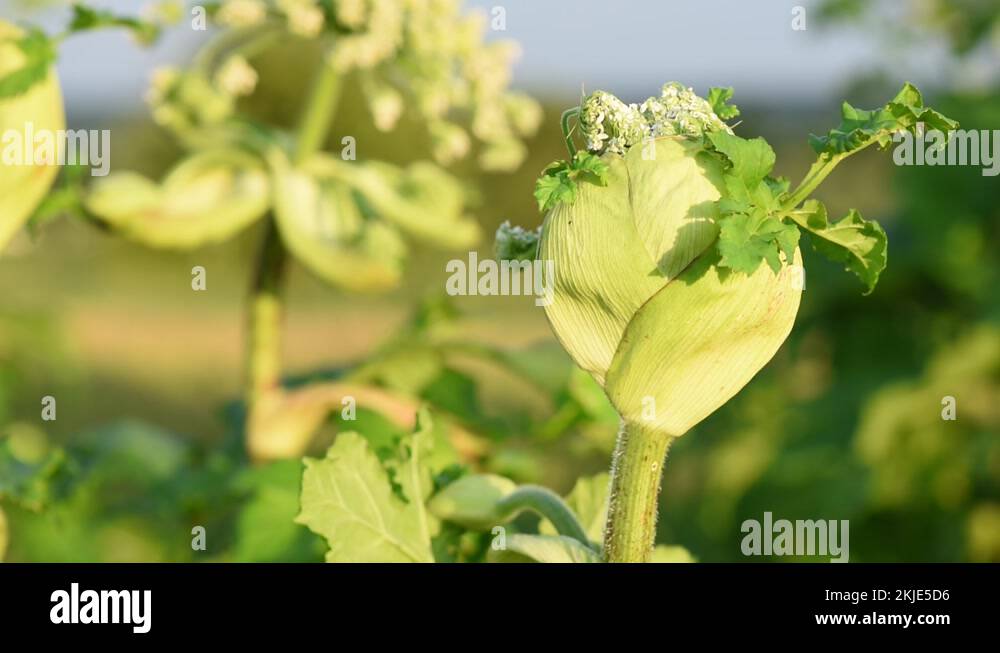 Bud of a poisonous plant Giant Hogweed (Heracleum, Cow Parsnip Stock ...