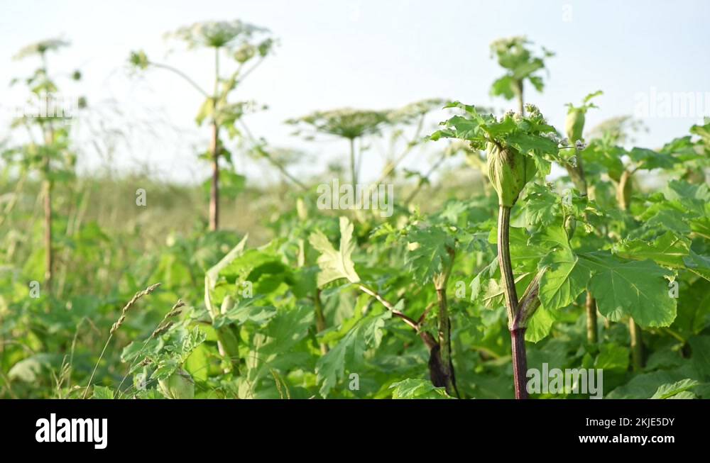 Many dangerous poisonous plants Giant Hogweed in the field Stock Video ...