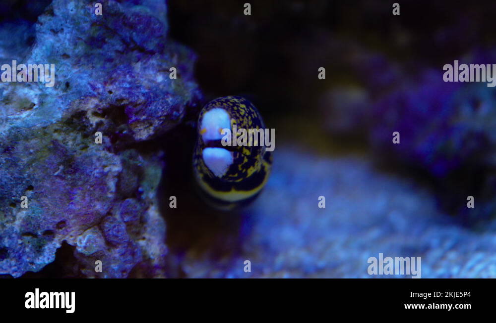Snowflake Moray Eel hiding between rocks, stunning Clouded Moray ...