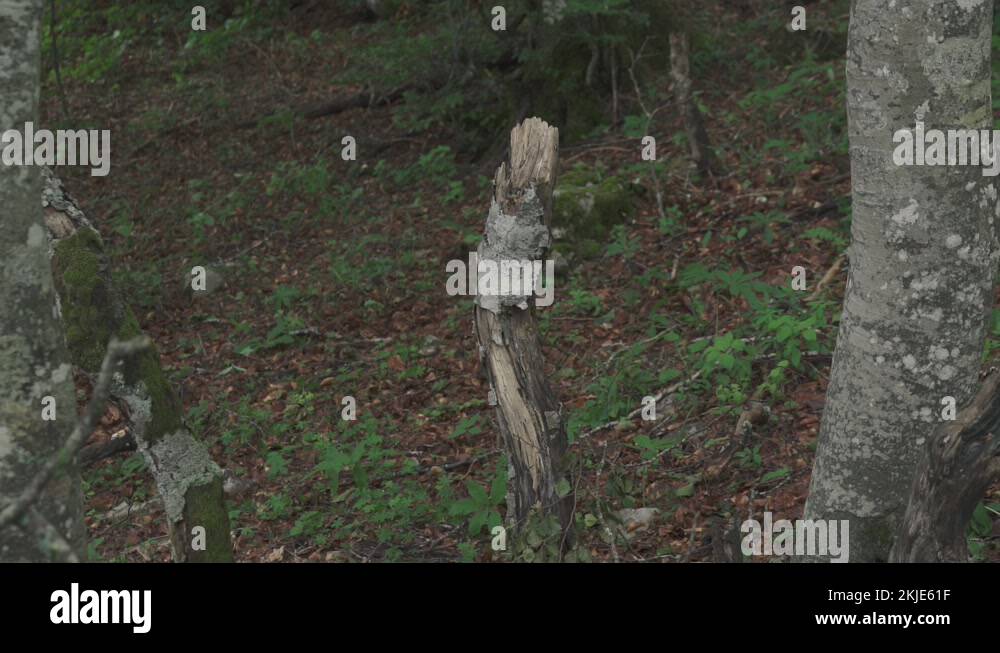 An angry man kick a log of wood in a forest, slow motion Stock Video ...