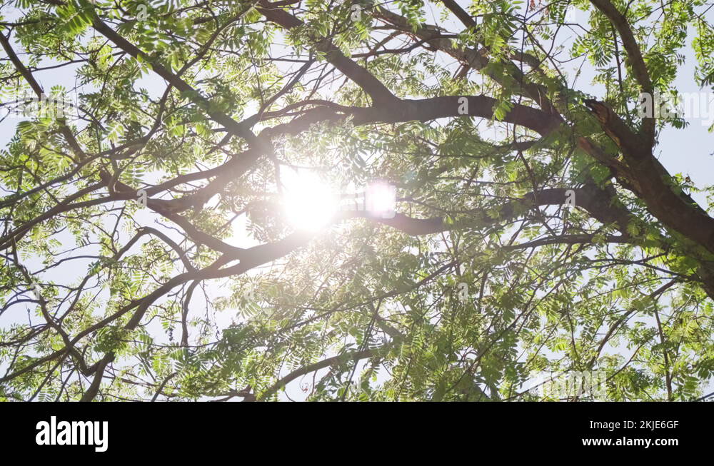Daylight through the tree branches Stock Videos & Footage - HD and 4K ...
