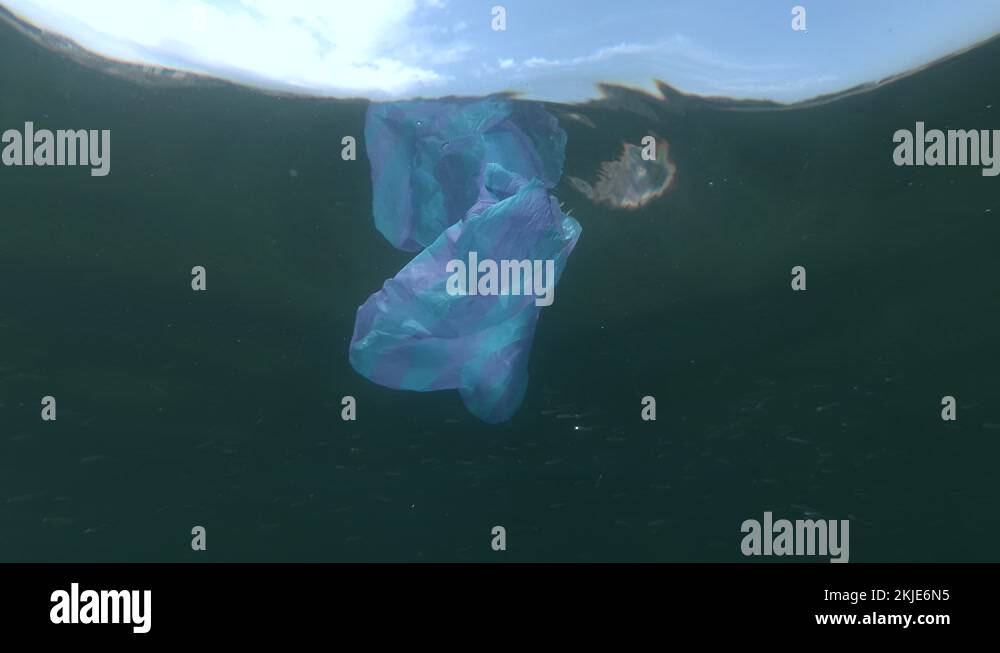 Plastic pollution, blue bag and school of Sand Smelt swims underwater ...
