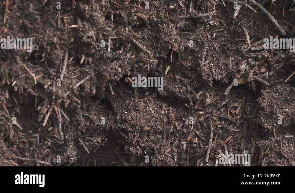 Ant mount Stock Videos & Footage - HD and 4K Video Clips - Alamy