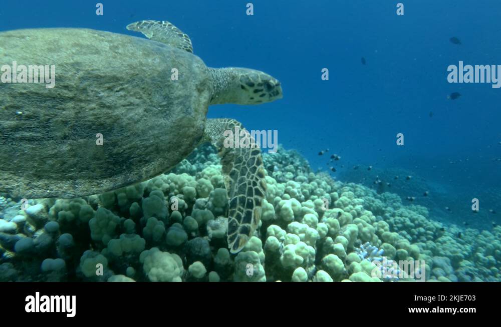 Sea turtle slow swim Stock Videos & Footage - HD and 4K Video Clips - Alamy