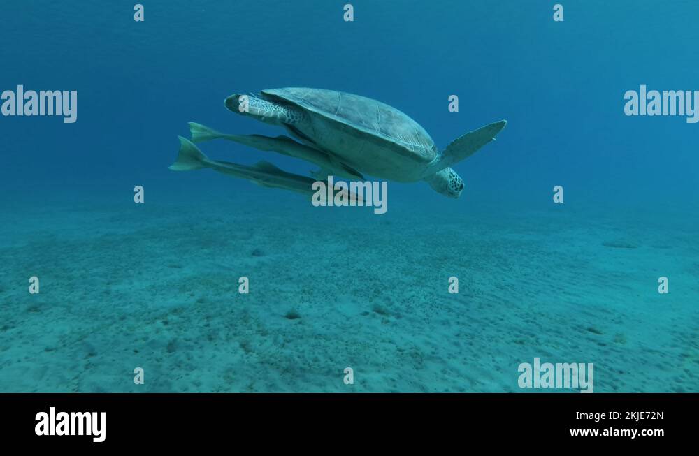 Slow motion, Great Sea turtle with two Remorafish under shell slowly ...