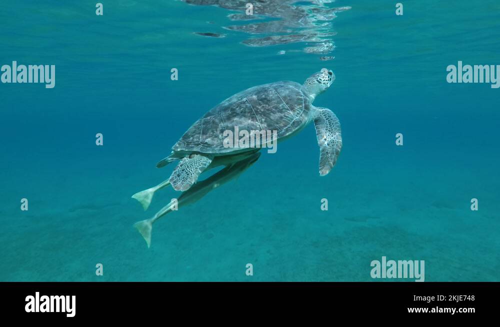 Sea turtle with Remorafish on shell slowly swims up in blue water ...