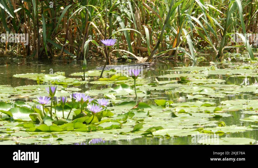 Native monitor lizard Stock Videos & Footage - HD and 4K Video Clips ...