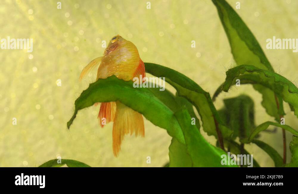 Beautiful dead fish Stock Videos & Footage - HD and 4K Video Clips - Alamy