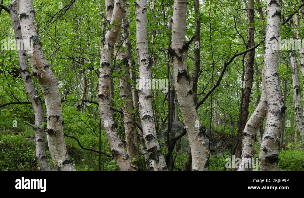 Karelian birch Stock Videos & Footage - HD and 4K Video Clips - Alamy